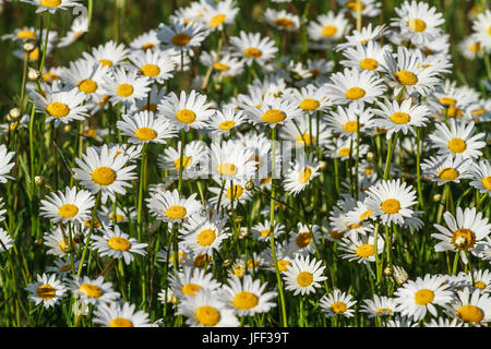 field of daisy Stock Photo - Alamy