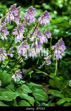 Colorful flower blossom in Long An province southern Vietnam Stock ...