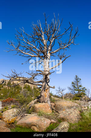 Solitary, giant dead tree in the mountains. High altitude, mountain ...