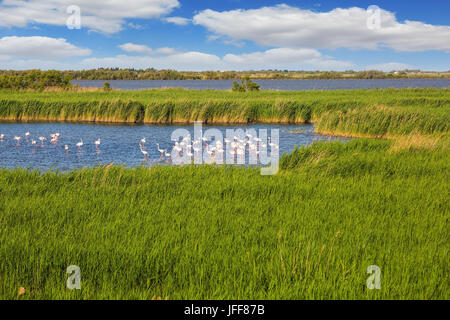 Flamingo in a park, in Europe Stock Photo - Alamy
