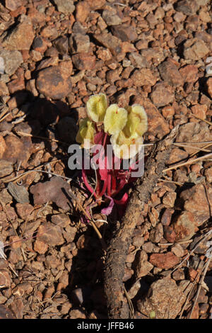 Bladder dock - Rumex vesicarius, Gran Canaria, Spain, San Agustin Stock ...