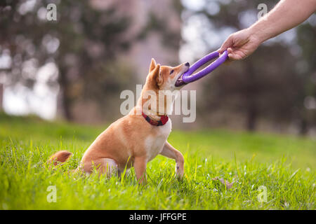Shiba Inu playing in the park grass Stock Photo - Alamy
