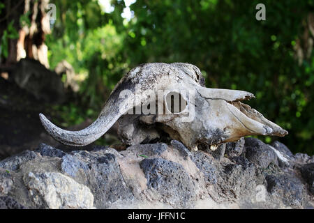 Cow Skull on a Rock Stock Photo - Alamy