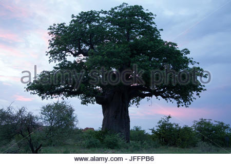 Baobab Tree Mapungubwe national park Limpopo river Shalimpo Botswana ...