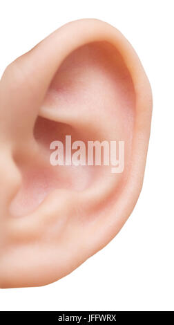 Anatomy of human ear on white background. Illustration Stock Photo - Alamy