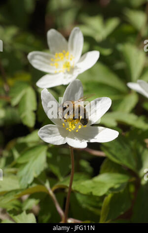 insect, windflower, insects, windflowers Stock Photo - Alamy