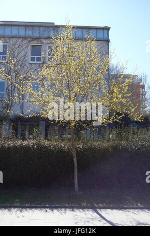 Cornus mas, European cornel, standard tree Stock Photo - Alamy