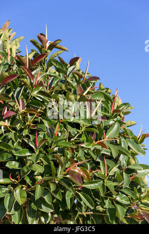 Ficus Elastica. Mauritius Stock Photo - Alamy