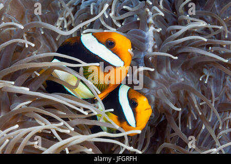 Clarks Anemone Fish, Amphiprion clarkii, aka the Clown Fish Stock Photo ...