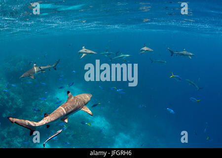 Black point reef sharks, Carcharhinus melanopterus Stock Photo - Alamy