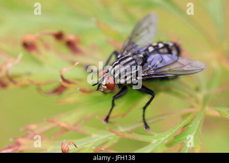 Diptera Meat Fly Insect On Rock Stock Photo - Alamy