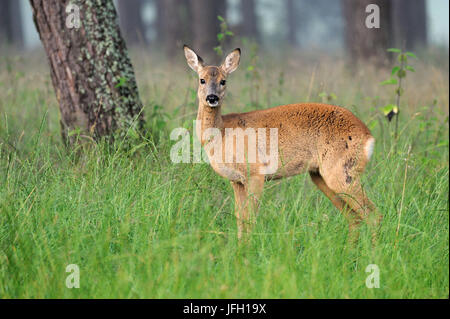 Venison, Capreolus capreolus, wood Stock Photo - Alamy