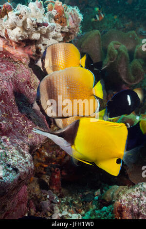 Kleins butterfly's fish, Chaetodon kleinii, Florida Islands, the ...