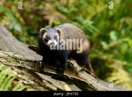 European polecat fur polecat marten Mustela putorius predator two Stock ...