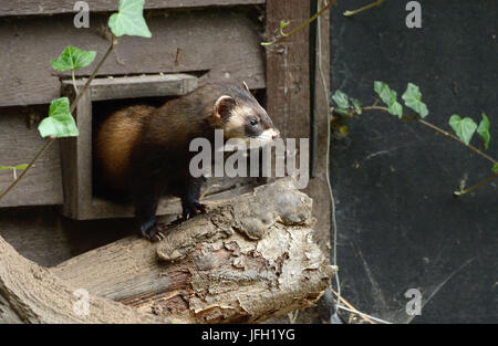 Noble fur, local predator, European polecat, Quickly, Secretly, polecat ...