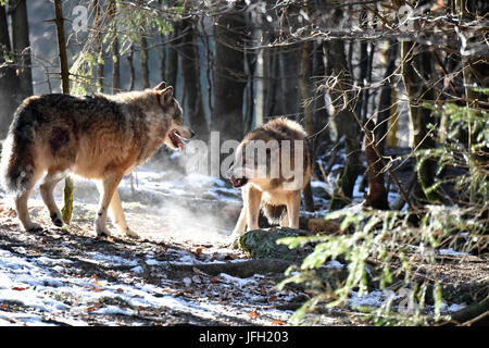 Canine, Canis lupus, local animals, Endemically, European wolf, frost ...