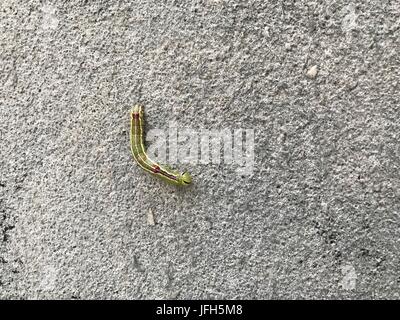 The worm turns Stock Photo - Alamy