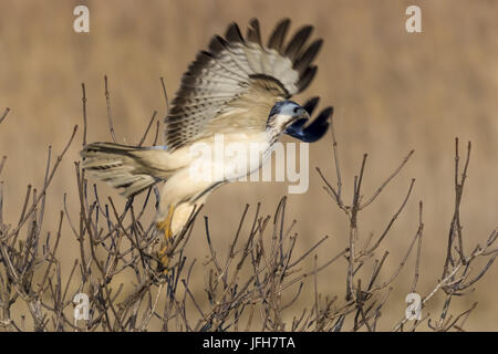 Flying white mouse bussard Stock Photo - Alamy