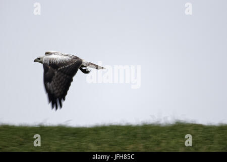 White Mouse Bussard In Flight Stock Photo - Alamy