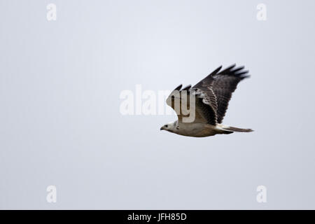 Mouse Bussard In Flight Stock Photo - Alamy