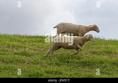 Running Sheep At Dyke Stock Photo - Alamy