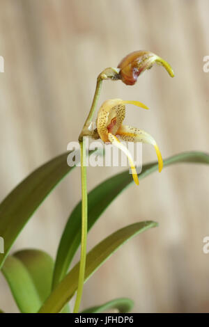 PLANT ORCHID Masdevallia Stock Photo - Alamy
