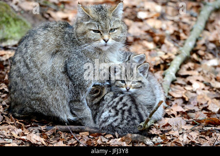 Wildcat predator game predator predators small cats cats cat wild cats ...