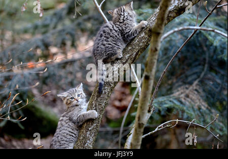 Wildcat predator game predator predators small cats cats cat wild cats ...