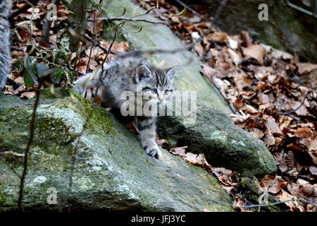Wildcat predator game predator predators small cats cats cat wild cats ...