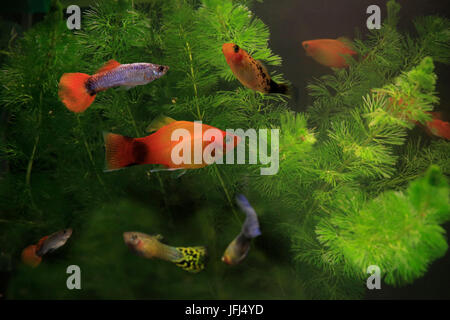 Platy and guppy, toothcarp, group Stock Photo - Alamy