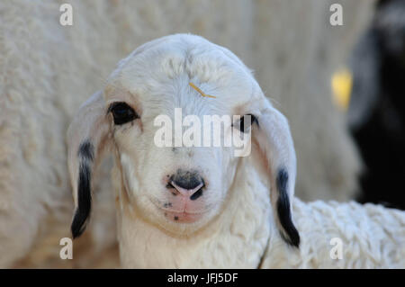 Africa, Namibia, Kalahari, Tivoli farm, a flock of Karakul sheep ...