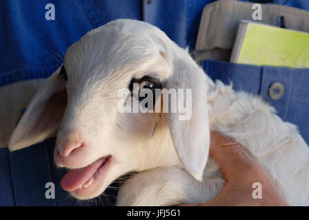 Africa, Namibia, Kalahari, Tivoli farm, Karakul lamb (Swakara Stock ...