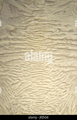 Africa, Namibia, Kalahari, Tivoli farm, Karakul lamb (Swakara Stock ...