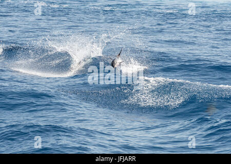 Tropea, Calabria, Italy. Dolphins in the sea near Tropea Stock Photo ...