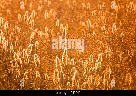 Ears backlit illuminated by the rays of the rising sun Stock Photo - Alamy