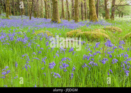 Bluebells flowers in the woods. Ireland, Europe Stock Photo - Alamy