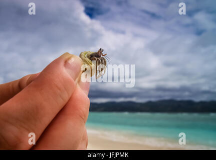 Tiny crab in human hand Stock Photo - Alamy