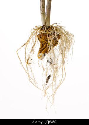 Konjak, Konjaku, Konnyaku potato, Devil's tongue, Voodoo lily, Snake ...