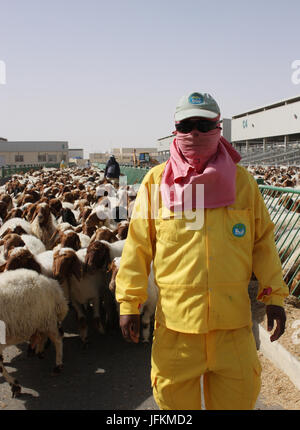 Baladna Milk production farm cows on line to provide milk. Automatic ...