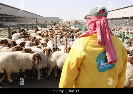 Doha, Qatar: Baladna Milk production farm cows on line to provide milk ...