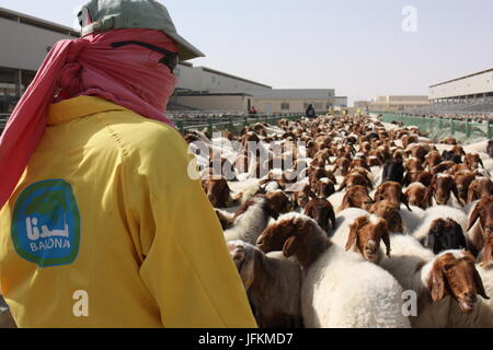 Doha, Qatar: Baladna Milk production farm cows on line to provide milk ...