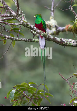 A beautiful Resplendent quetzal perched on a tree Stock Photo - Alamy