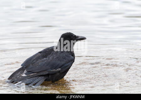 Crow having a bath Stock Photo - Alamy