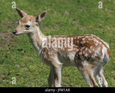 Just born cute young fallow deer lying on the grass Stock Photo - Alamy