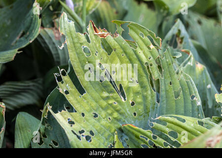Hosta leaves damaged by snails Stock Photo - Alamy