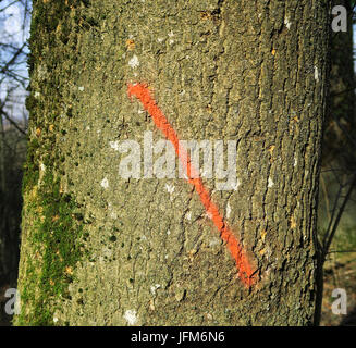 Tree marking for forestry Stock Photo - Alamy