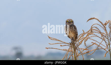 Burrowing owl on a corn plant Stock Photo - Alamy