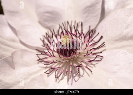 White fragrant star clematis flower with a purple center blooms on a ...