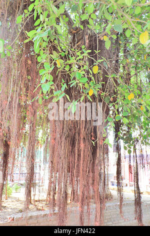 The sacred banyan tree at Jyotisar, Kurukshetra, India under which Lord ...