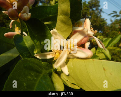 0557jfCitrus × aurantiifolia Lemon, Philippines Chapel Pampangafvf 19 ...
